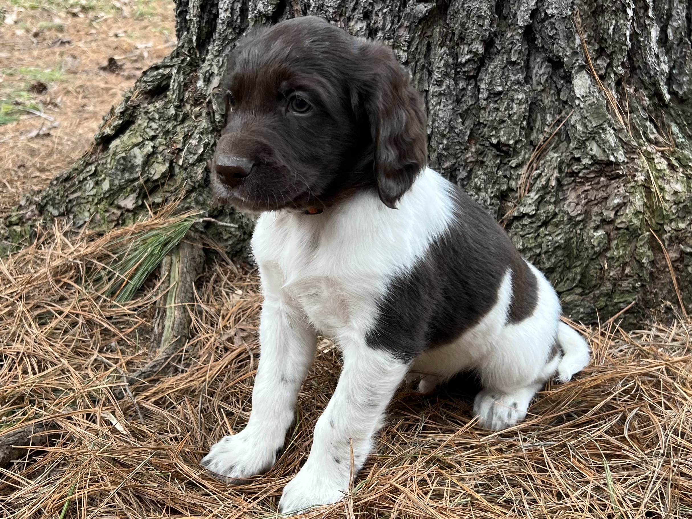 Puppy Gallery – 6 Weeks | Hunter's Moon Kennel, Breeder of Small ...