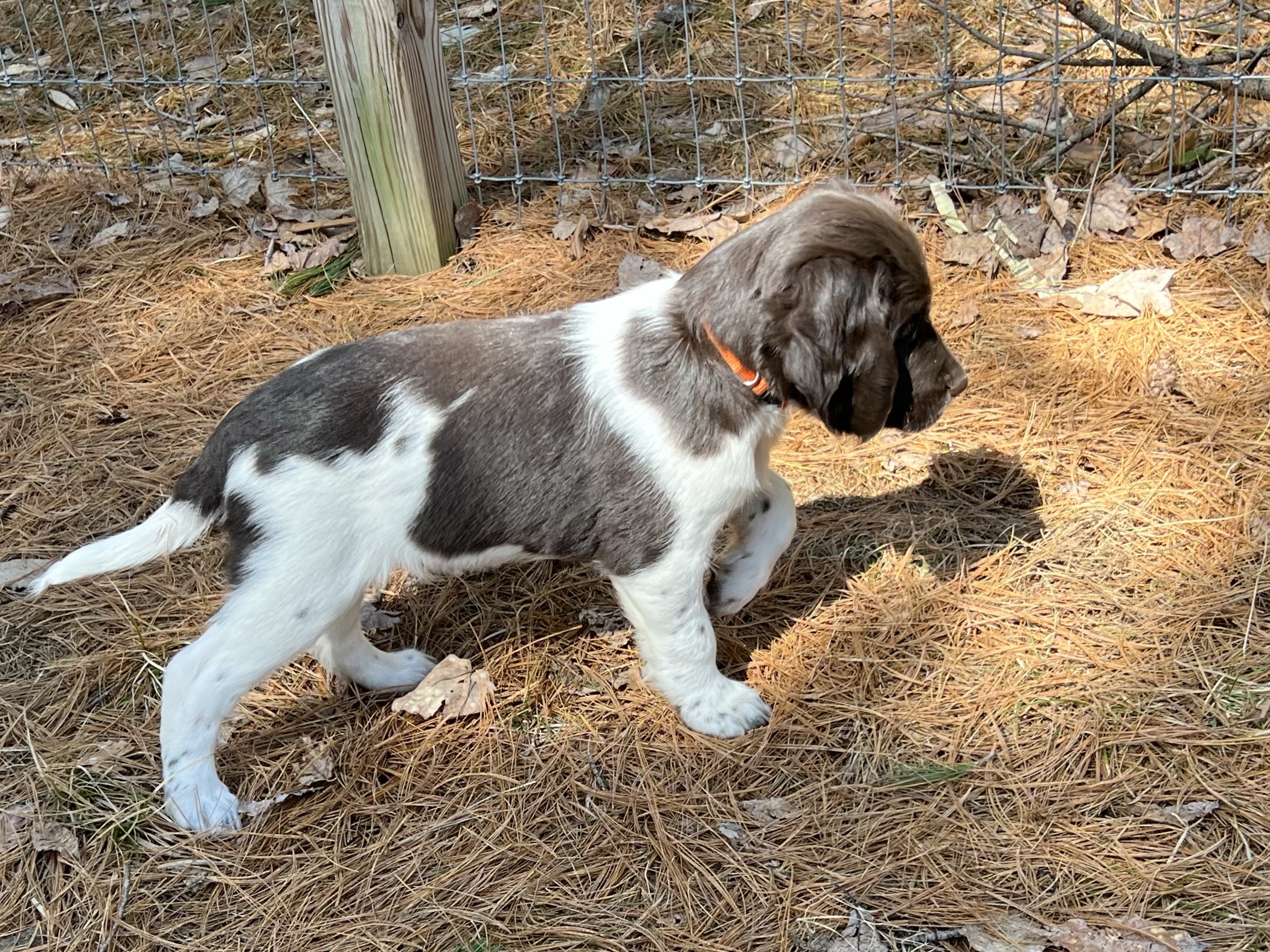 Puppy Gallery – 7 Weeks | Hunter's Moon Kennel, Breeder of Small ...