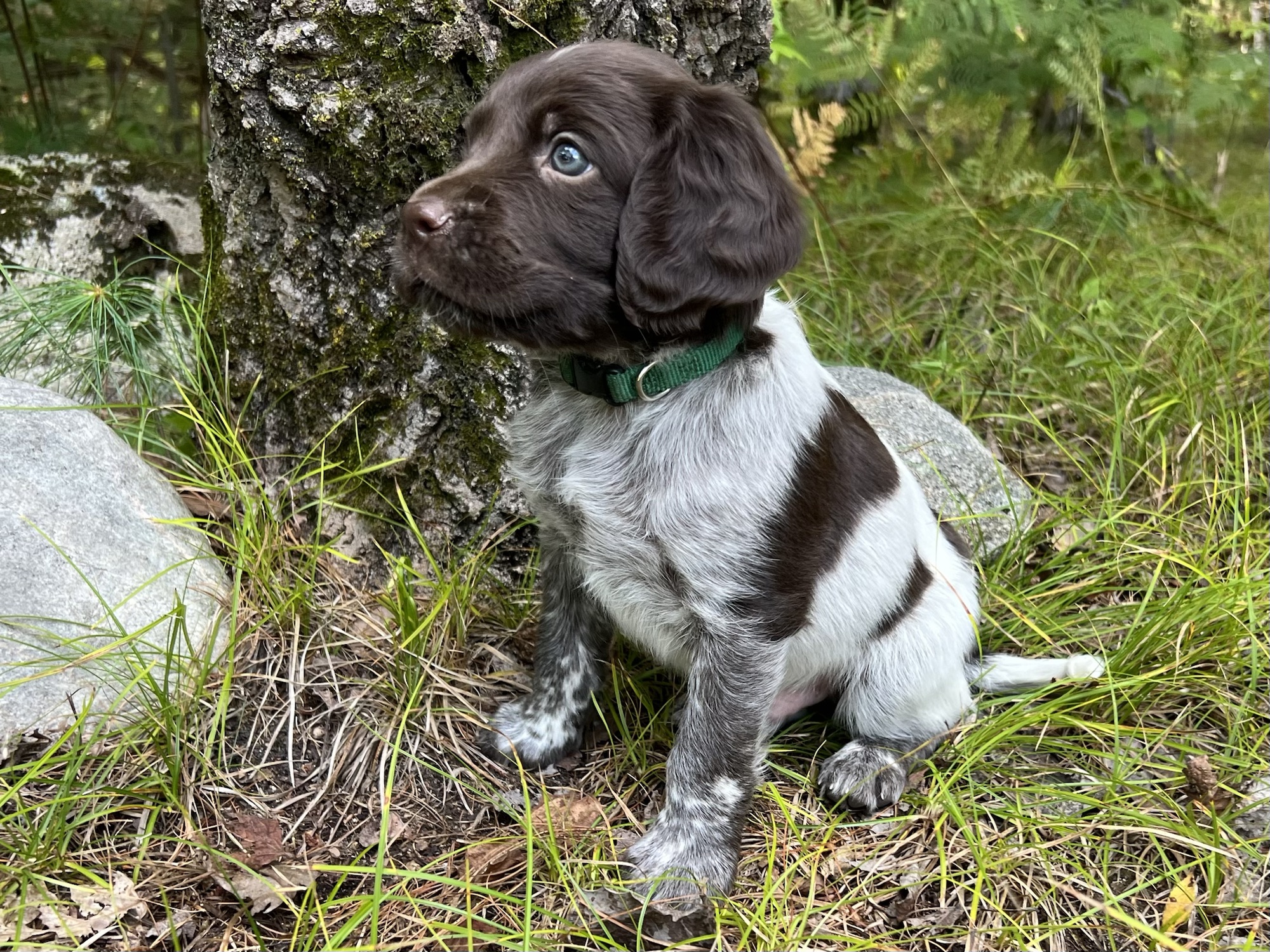 Puppy Gallery – 6 Weeks | Hunter's Moon Kennel, Breeder of Small ...